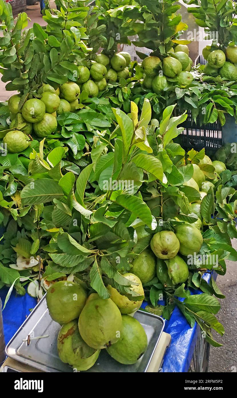 A vendor selling Thai guava in the capitals Dhanmondi as price of 120 ...