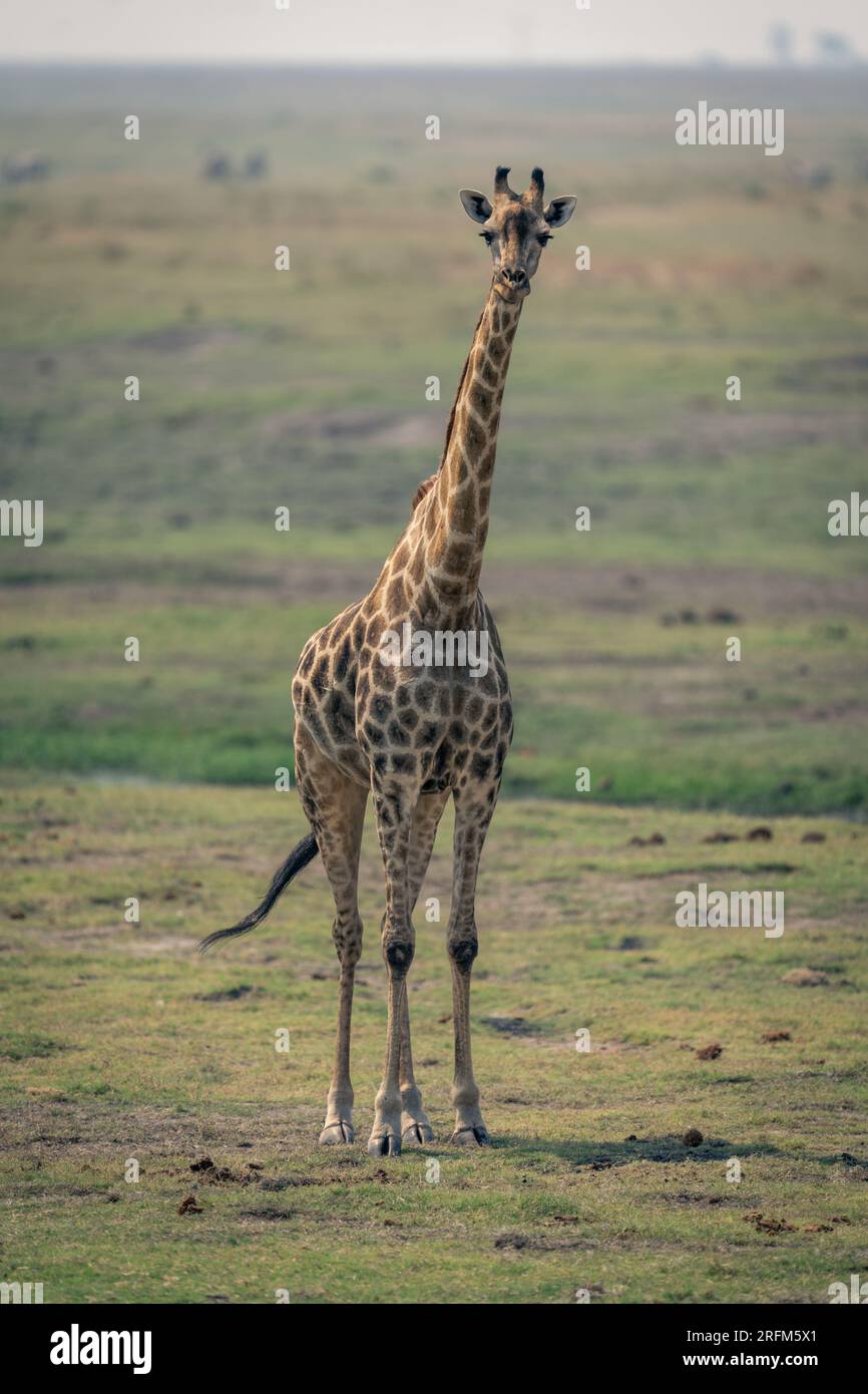 Female southern giraffe stands facing towards camera Stock Photo - Alamy