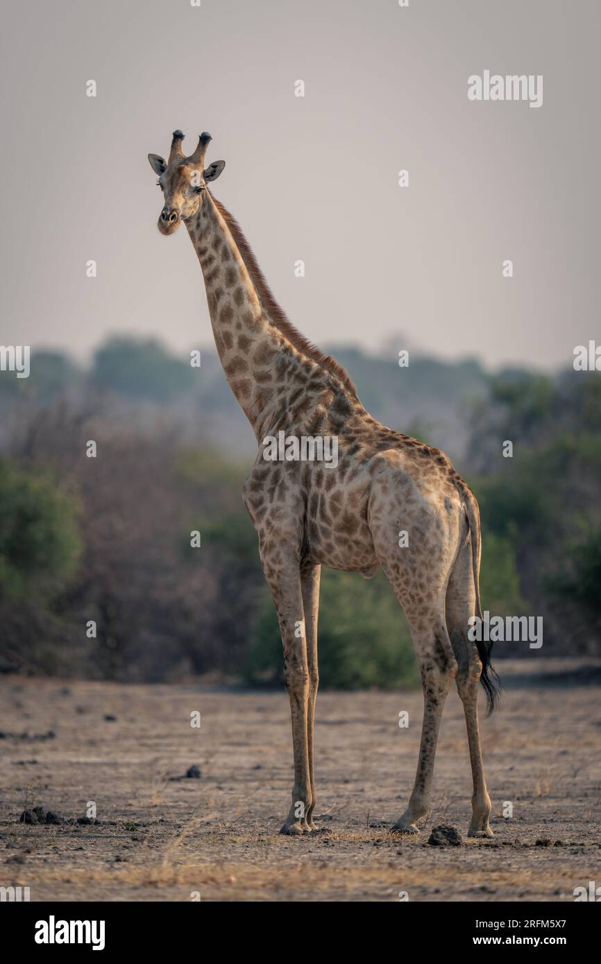 Female southern giraffe stands turning towards camera Stock Photo - Alamy