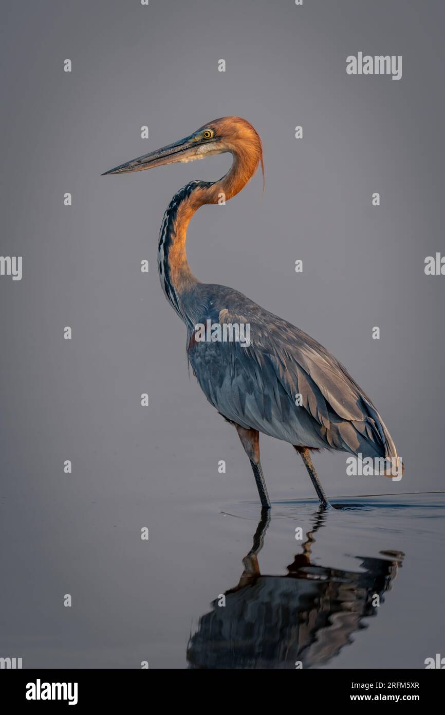 Goliath heron stands in shallows with reflection Stock Photo - Alamy