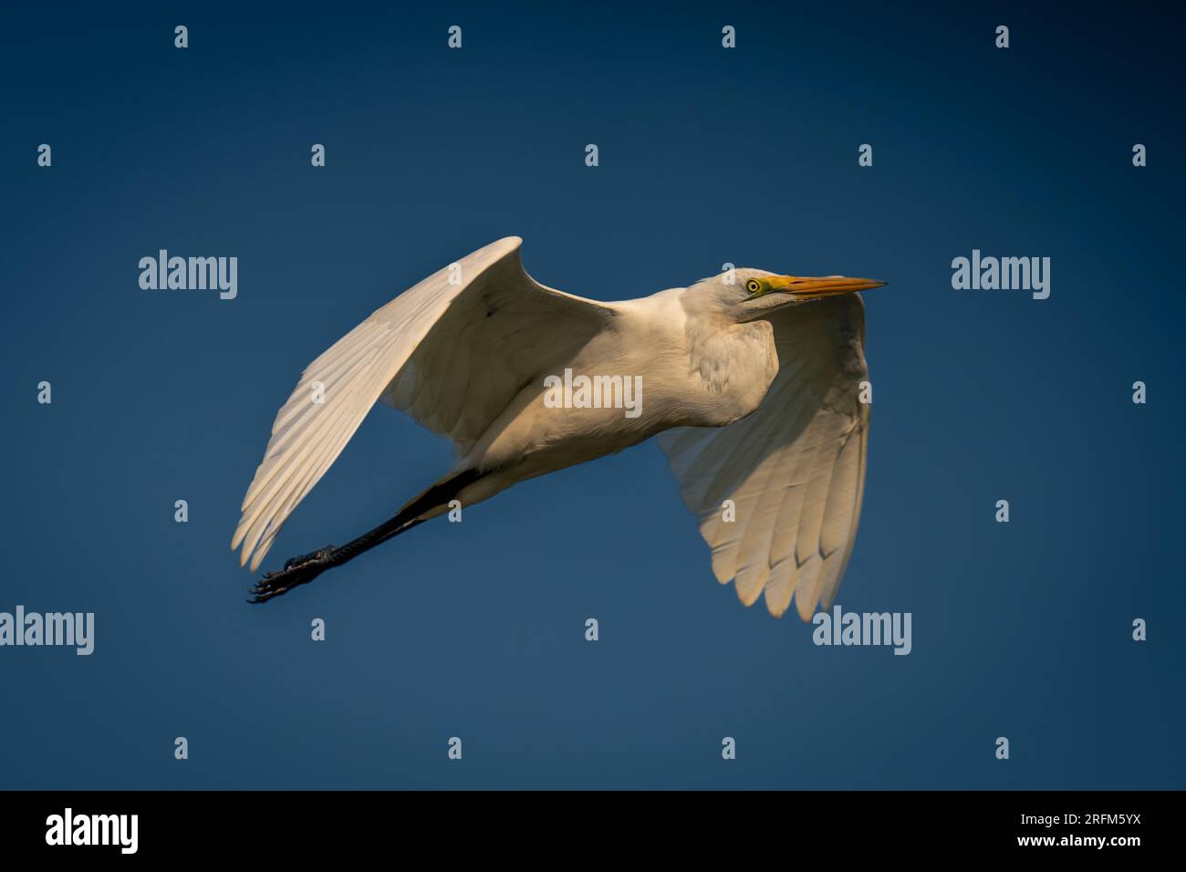 Trailing legs in flight hi-res stock photography and images - Alamy