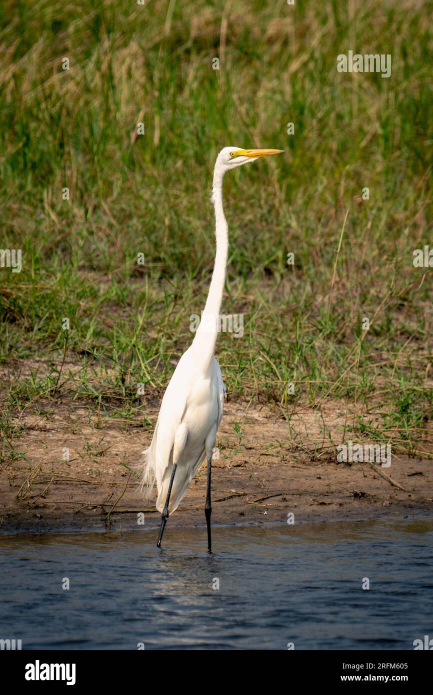 Great egret stands in shallows stretching neck Stock Photo - Alamy