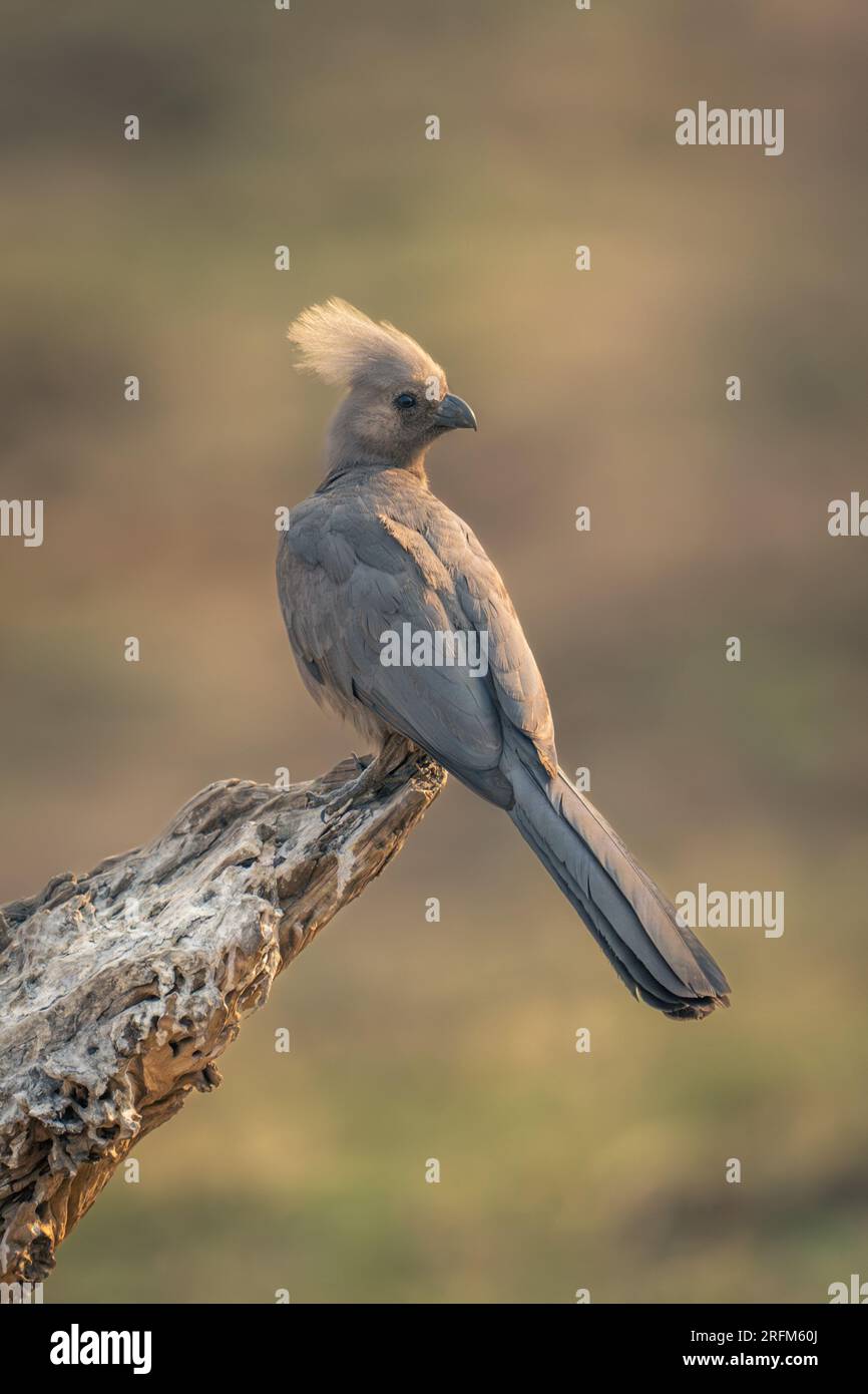 Grey go-away-bird on log stained with guano Stock Photo - Alamy