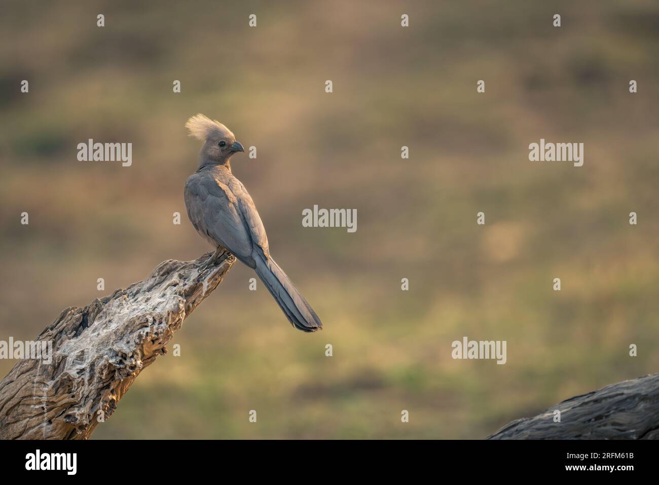 Grey go-away-bird on stump looks over shoulder Stock Photo - Alamy