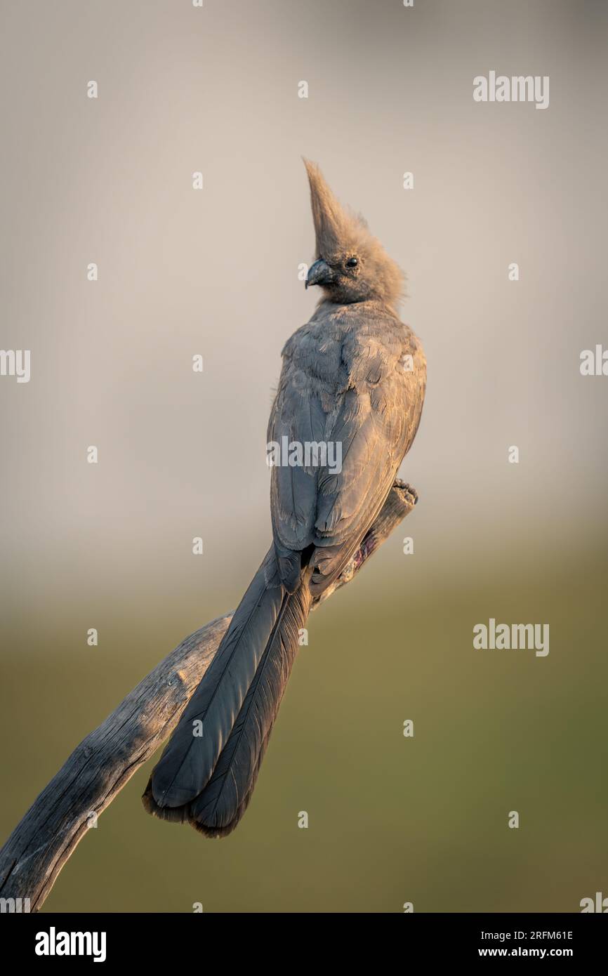 Grey go-away-bird with catchlight on dead branch Stock Photo - Alamy