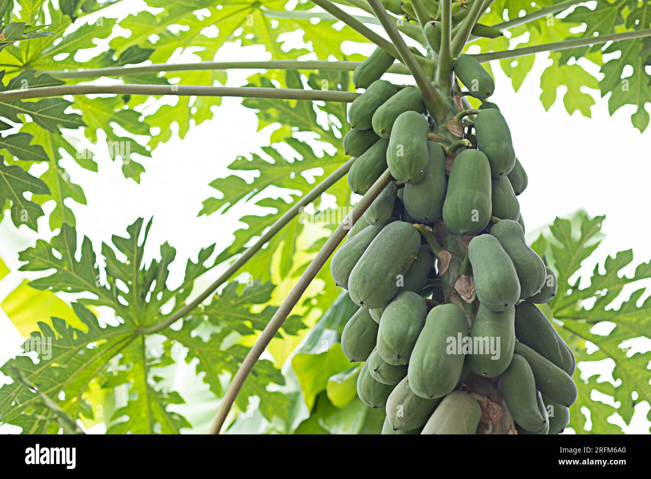 photo of a papaya tree that is bearing fruit and is ready for harvest ...