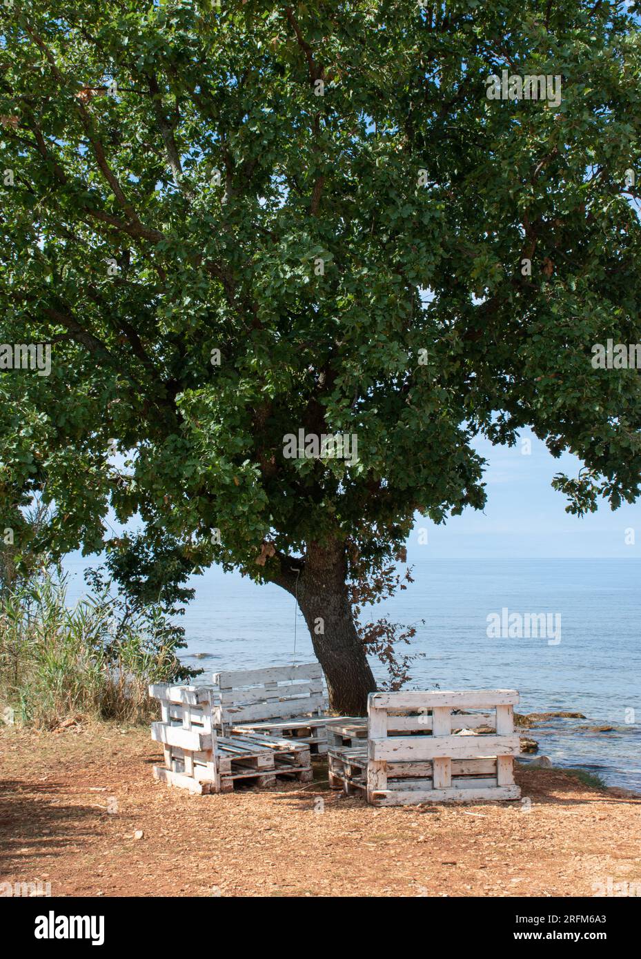 Big white wooden chairs under a big oak tree by the sea in Park Umag ...