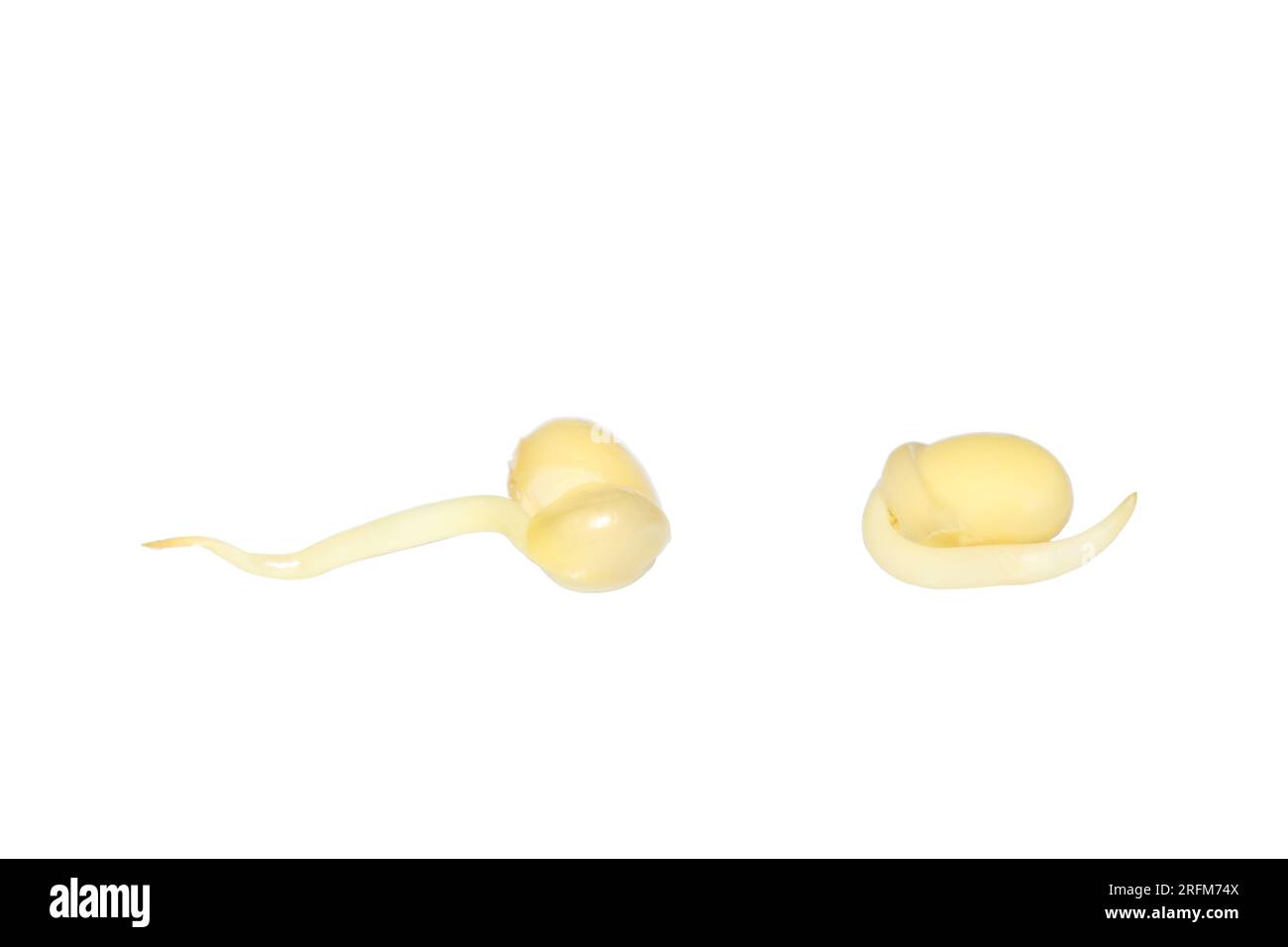 soya bean bud on the white background, closeup of pictures Stock Photo ...