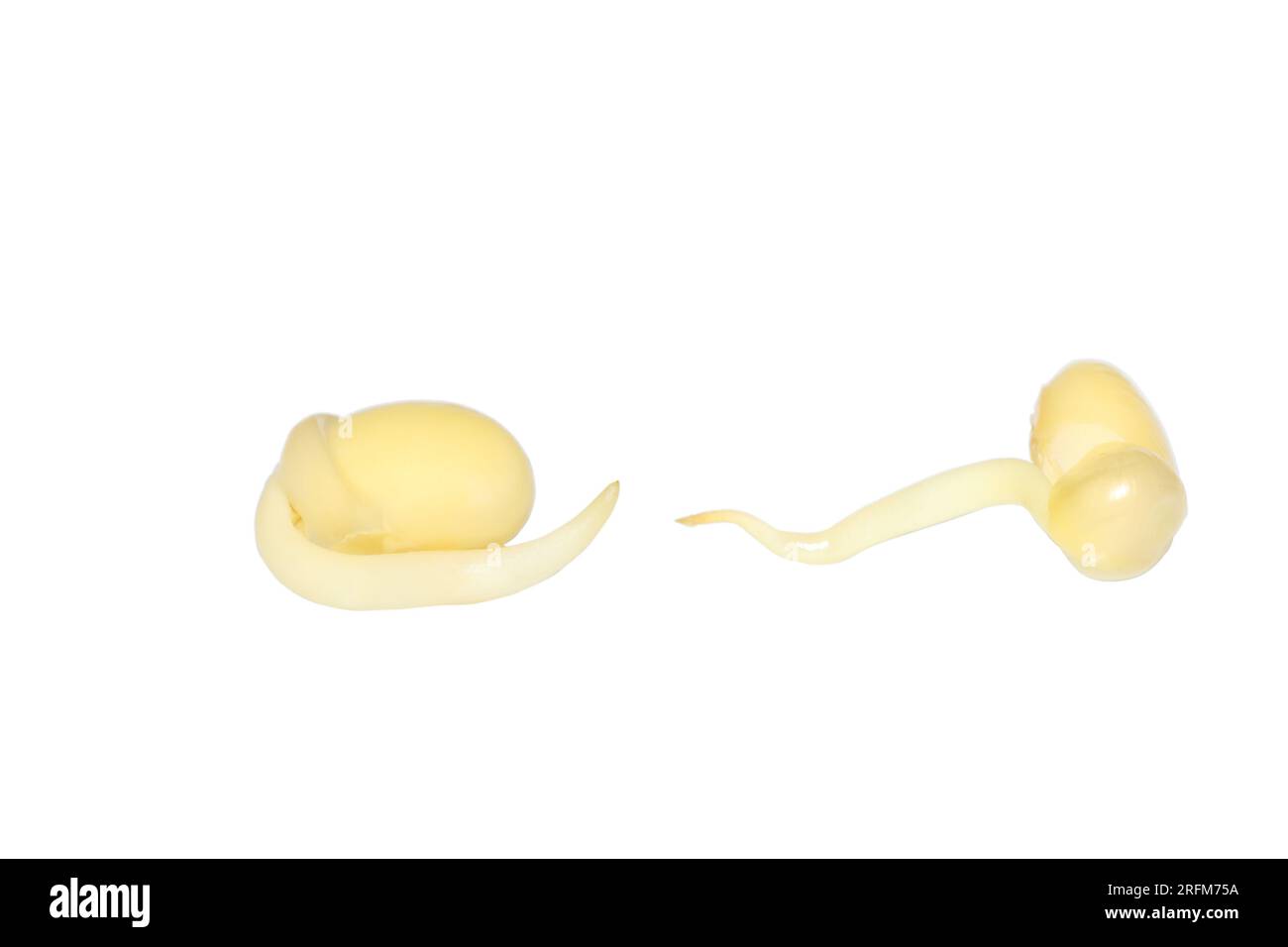 soya bean bud on the white background, closeup of pictures Stock Photo ...