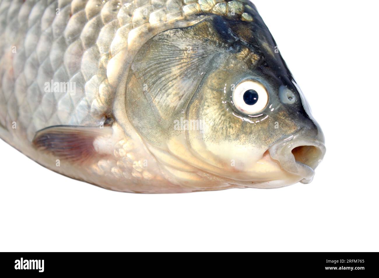closeup of carp head featured in white background Stock Photo - Alamy