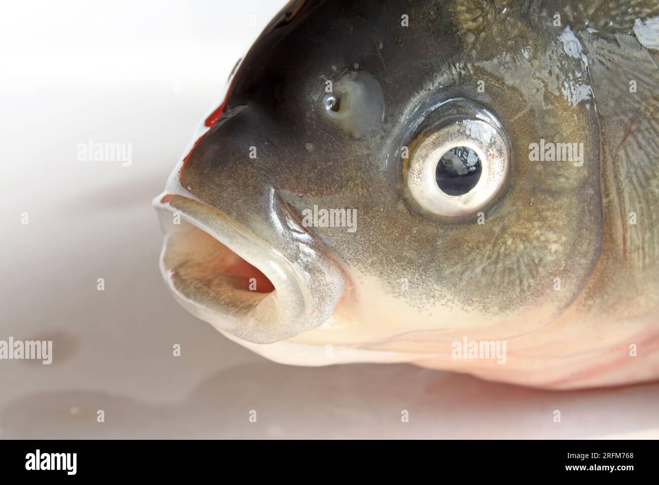 closeup of carp head featured in white background Stock Photo - Alamy