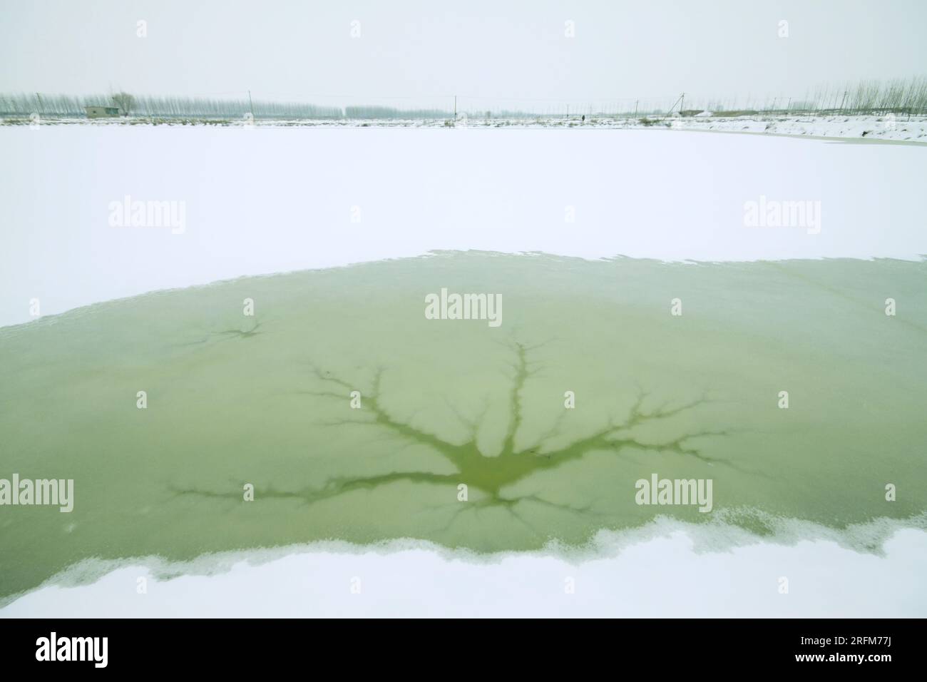 Pond fish winter hi-res stock photography and images - Alamy
