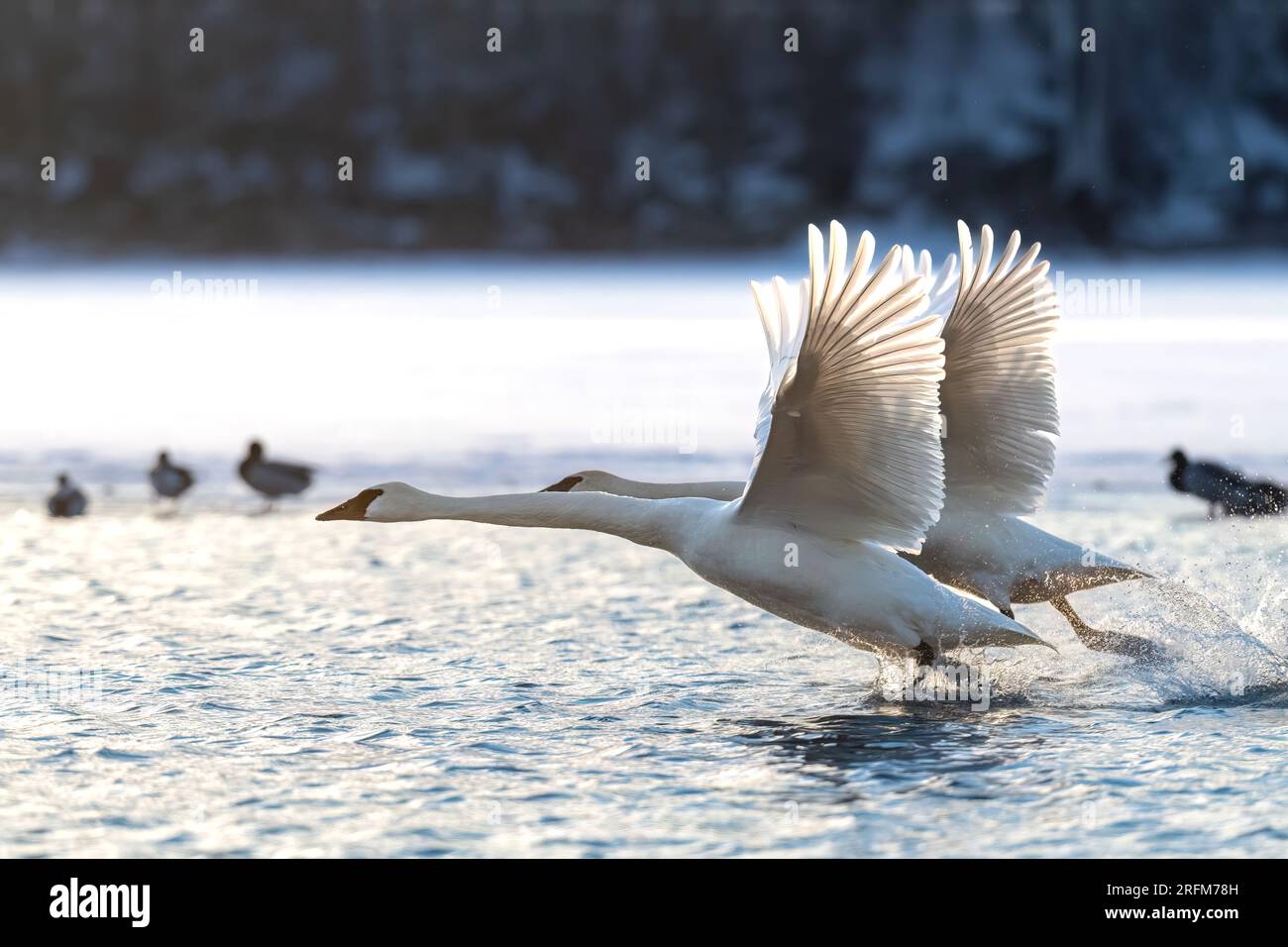 Trumpeter swans (Cygnus buccinator) taking off from St Croix river ...