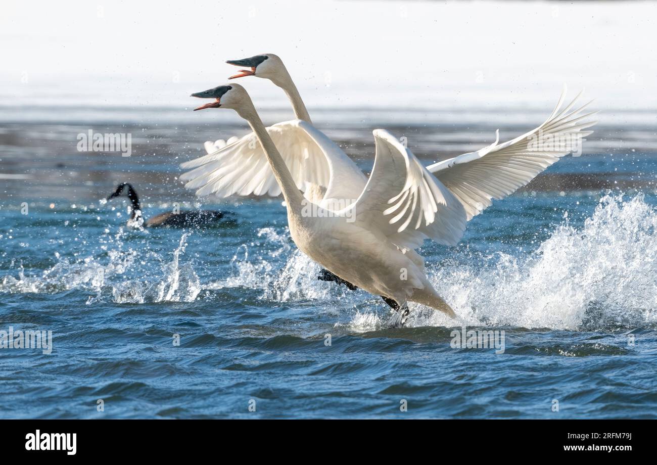 Trumpeter swans (Cygnus buccinator) taking off from St Croix river ...