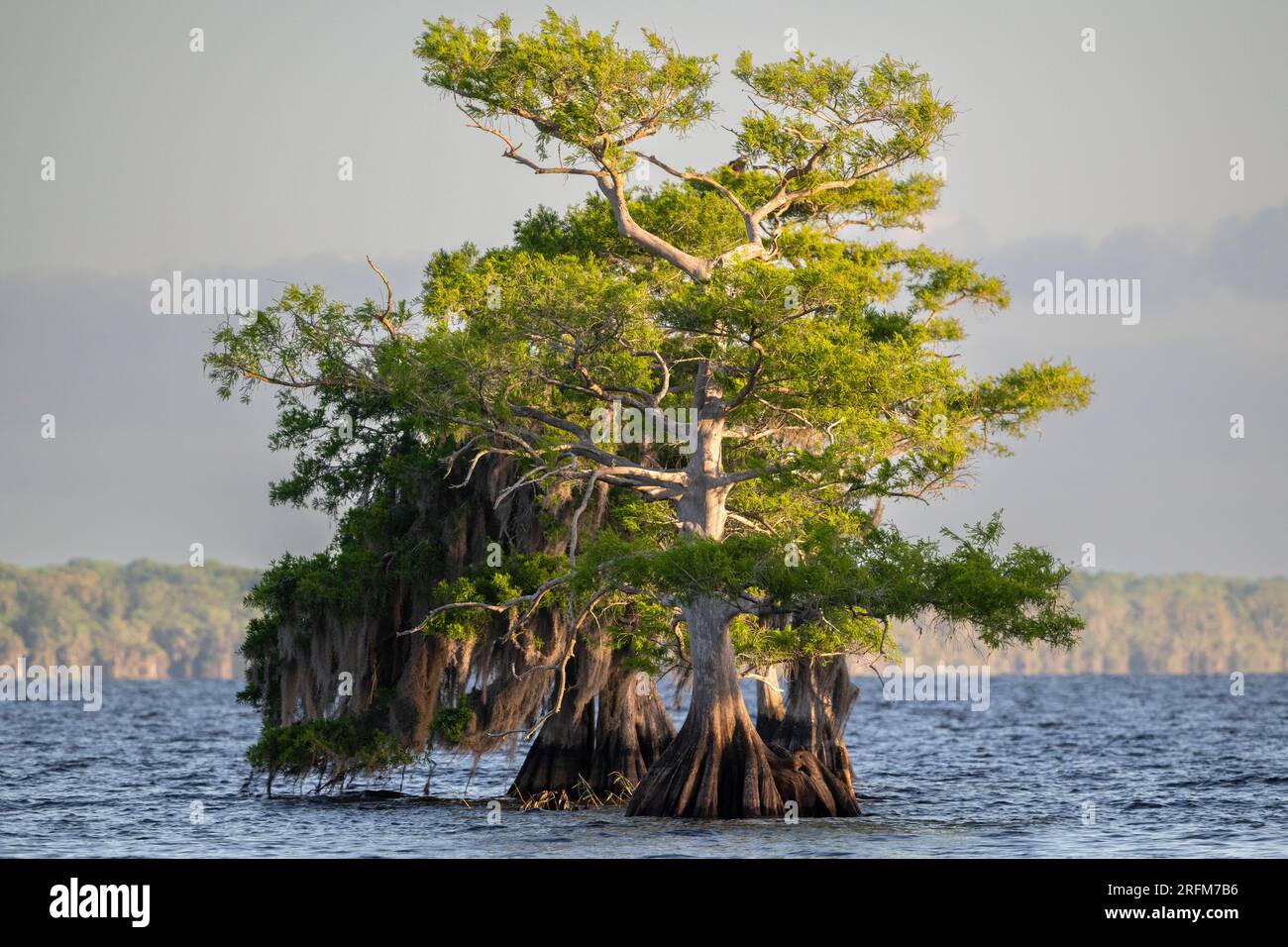 Bald Cypress trees (Taxodium distichum) and Spanish moss ( Tillandsia ...