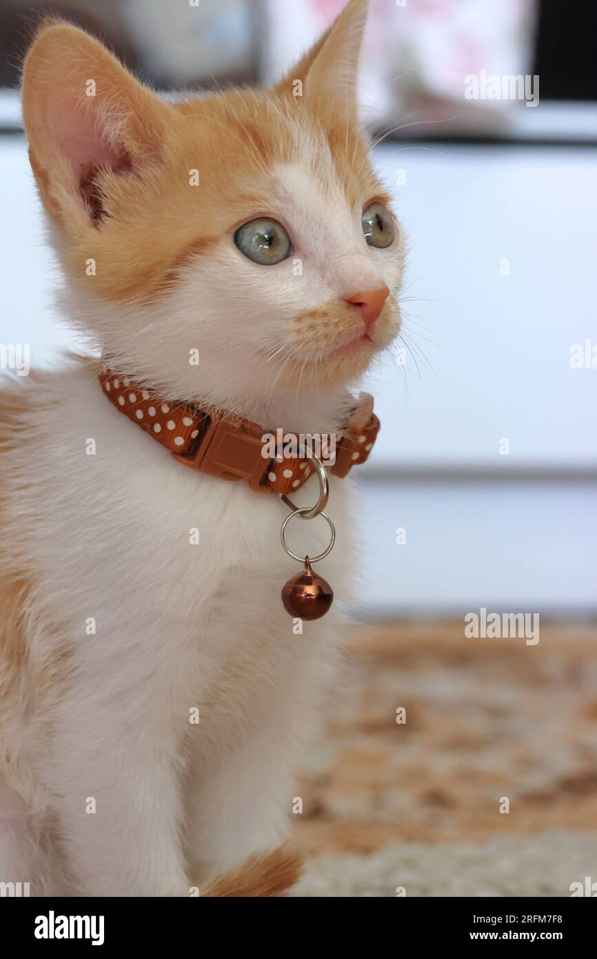Little kitty. He has a collar with a bell on it. The color of the ...