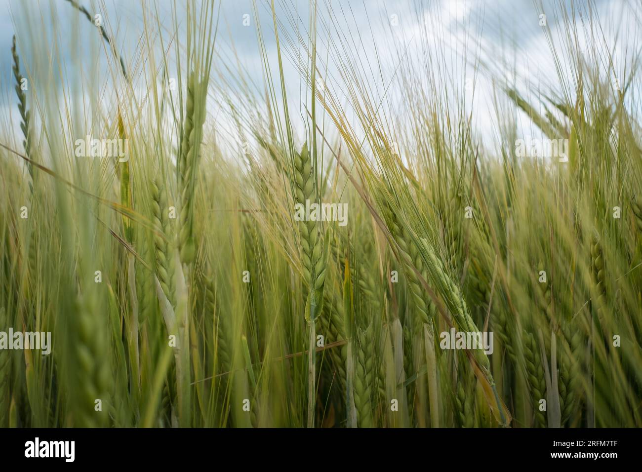 Green barley field Stock Photo - Alamy