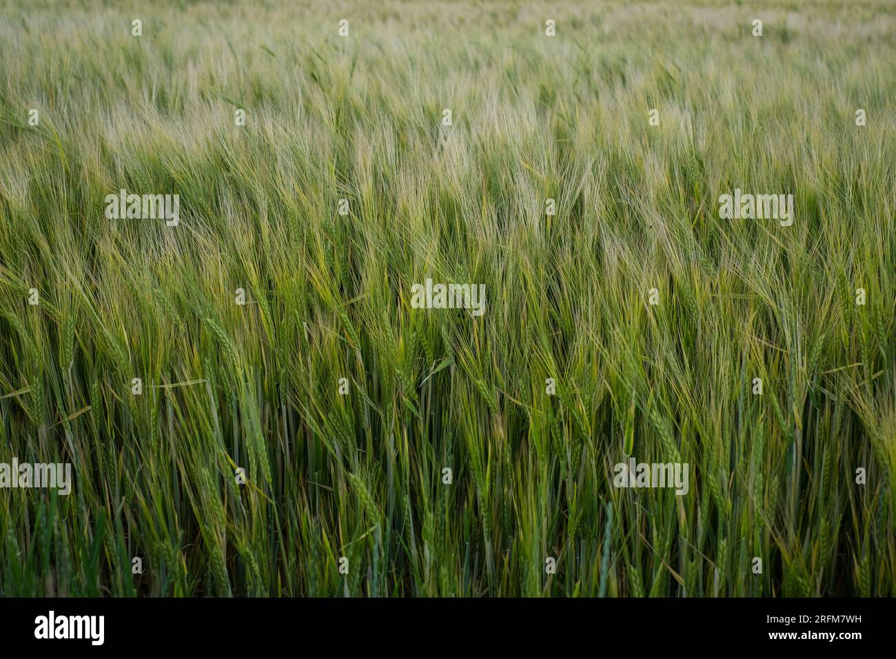 Barley field crop harvest hi-res stock photography and images - Alamy