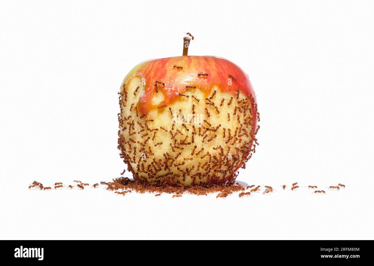 Apple ants hi-res stock photography and images - Alamy