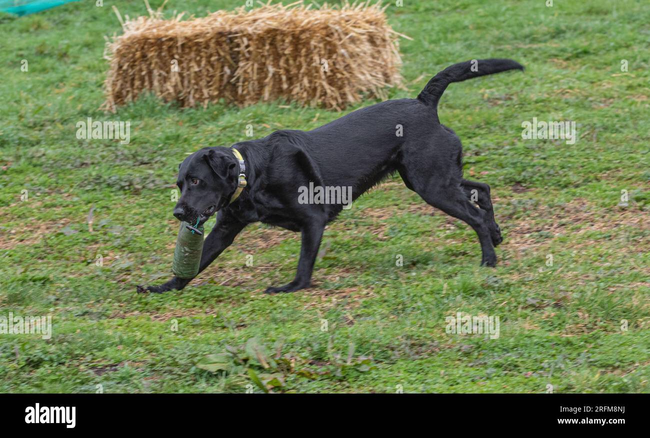 Yellow labrador retriever retrieving pheasant hi-res stock photography ...