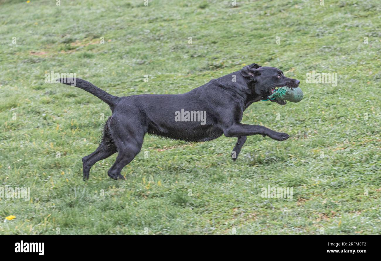 Labrador retriever retrieving pheasant hi-res stock photography and ...