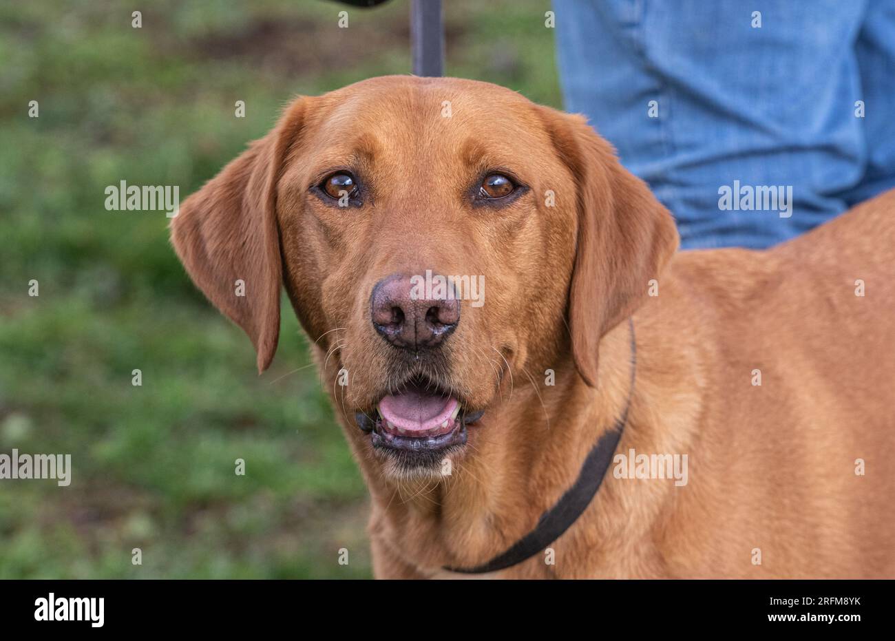Yellow labrador retriever retrieving pheasant hi-res stock photography ...