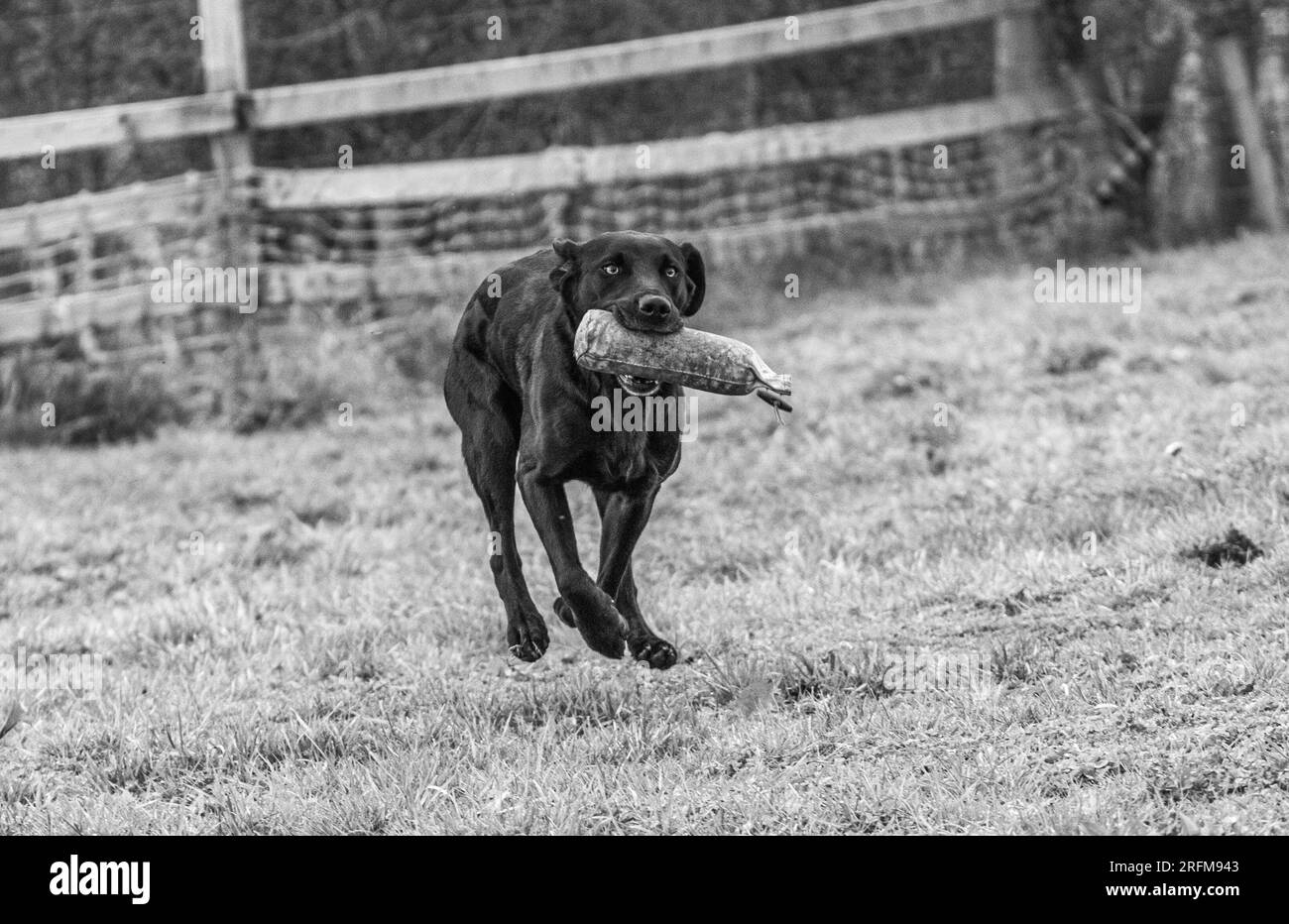 Black labrador with retrieving dummy Black and White Stock Photos ...