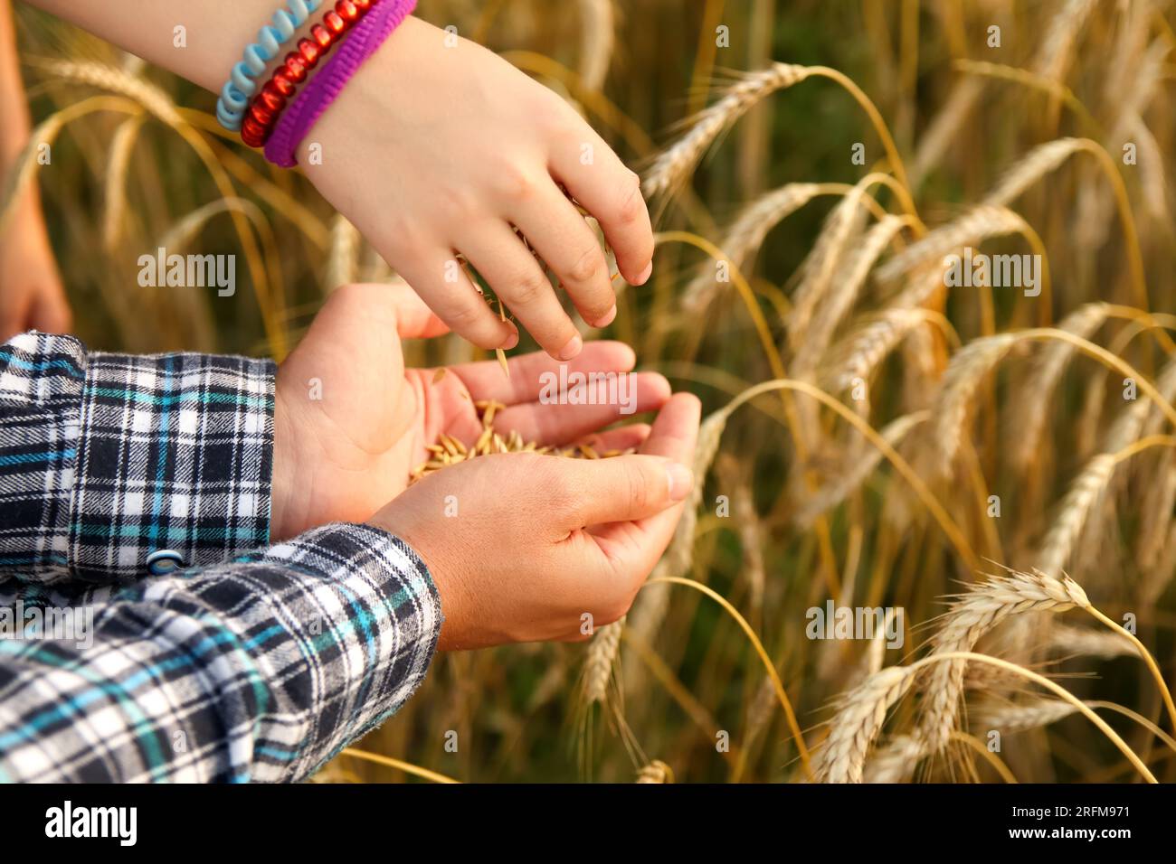 A farmer's hands pour wheat grains in a field, ensuring quality ...