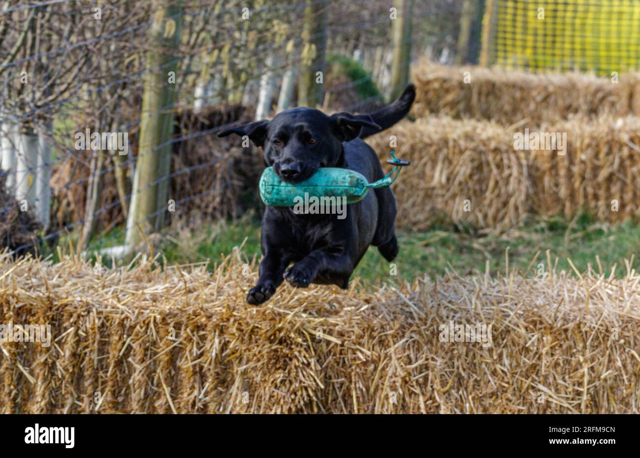 Yellow and black labrador retriever hi-res stock photography and images ...