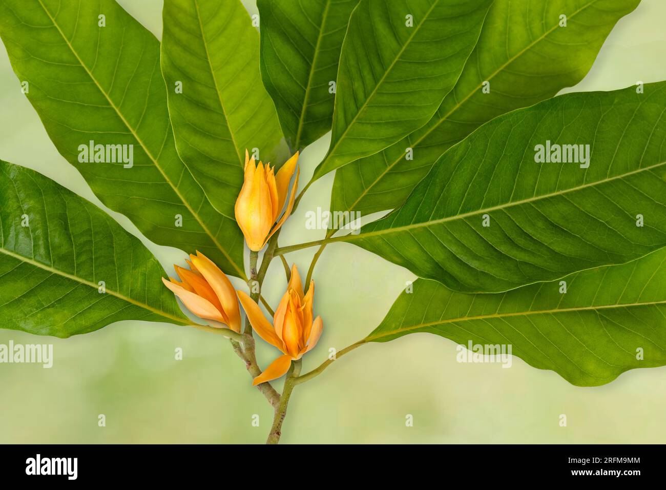 Fragrant himalaya champaca hi-res stock photography and images - Alamy