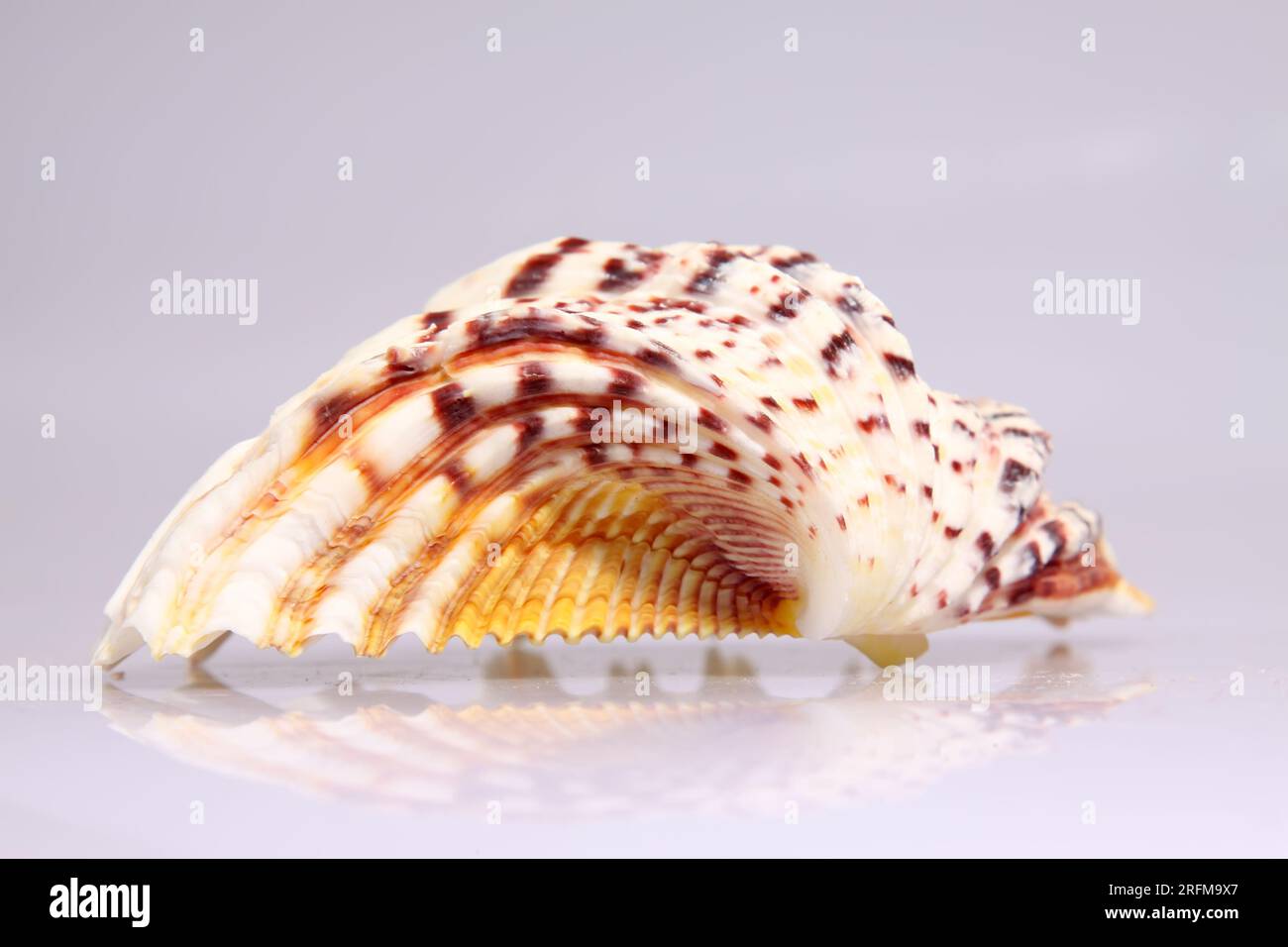 Detailed shell features hi-res stock photography and images - Alamy