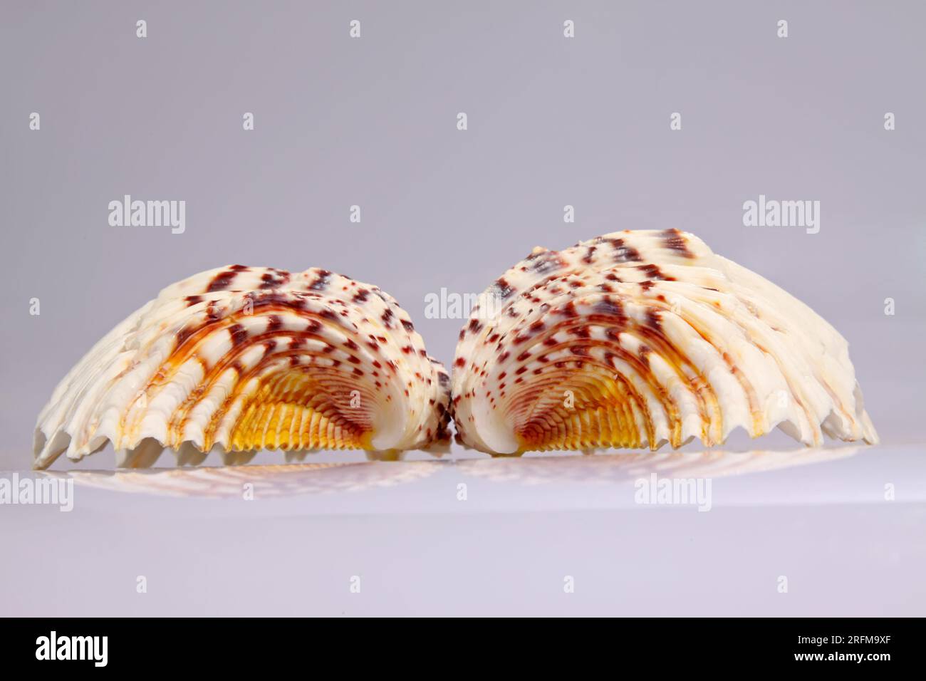 Detailed shell features hi-res stock photography and images - Alamy