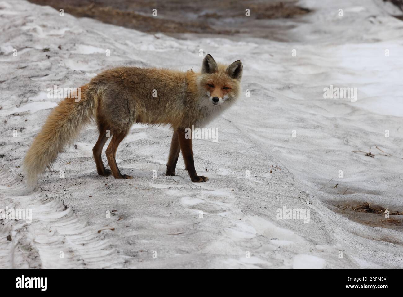 Ezo Red Fox or Vulpes vulpes Hokkaido, Japan Stock Photo - Alamy