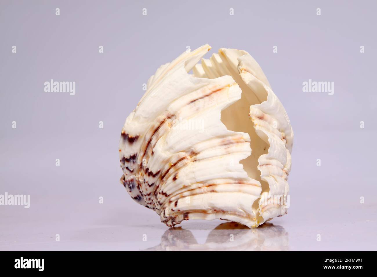 Calcium in snail shells hi-res stock photography and images - Alamy