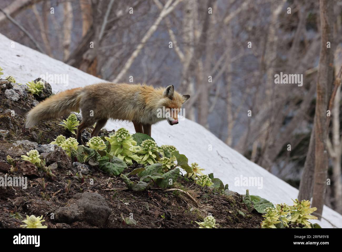 Ezo Red Fox or Vulpes vulpes Hokkaido, Japan Stock Photo - Alamy
