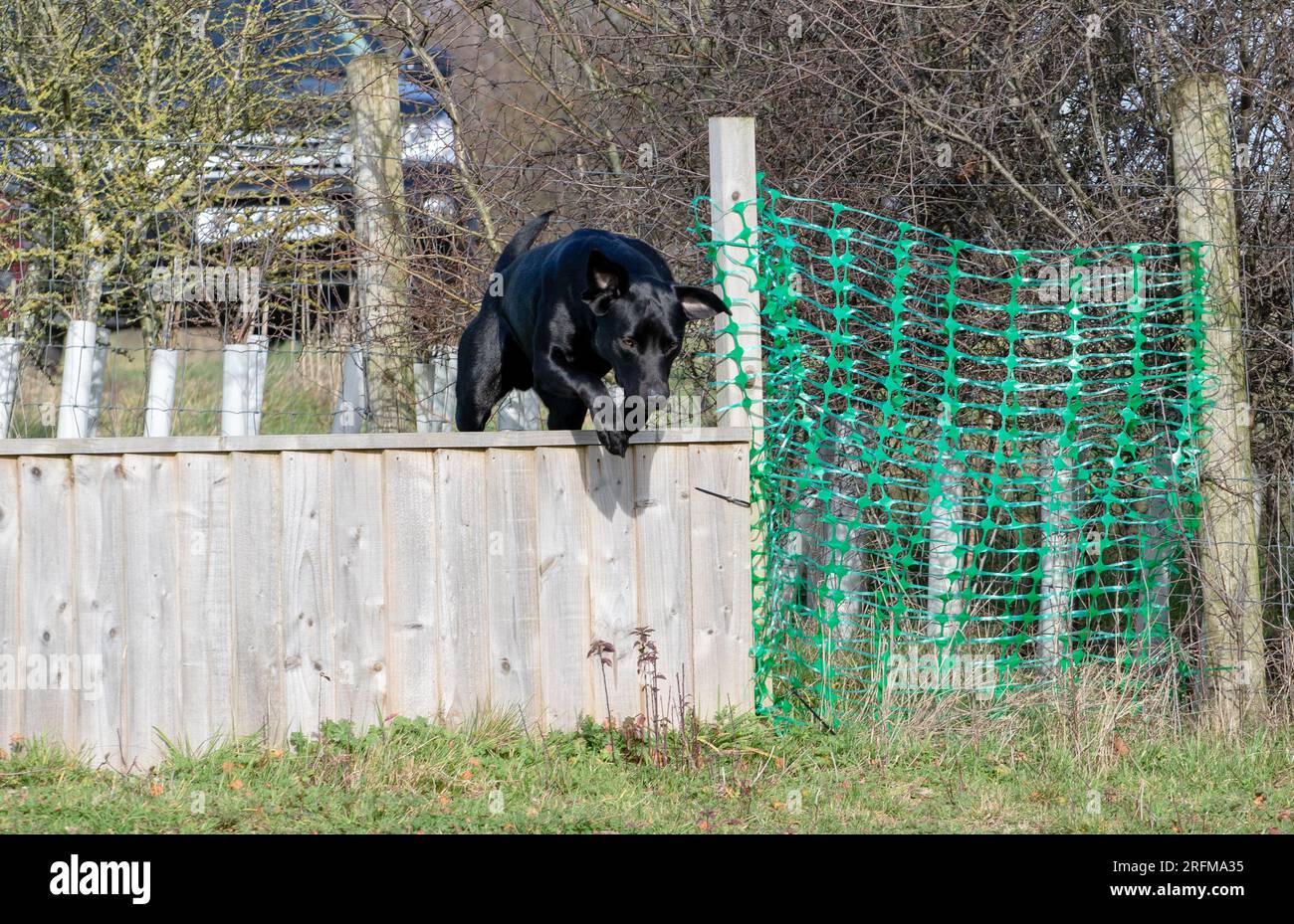 Black labrador running with canvas gundog dummy hi-res stock ...