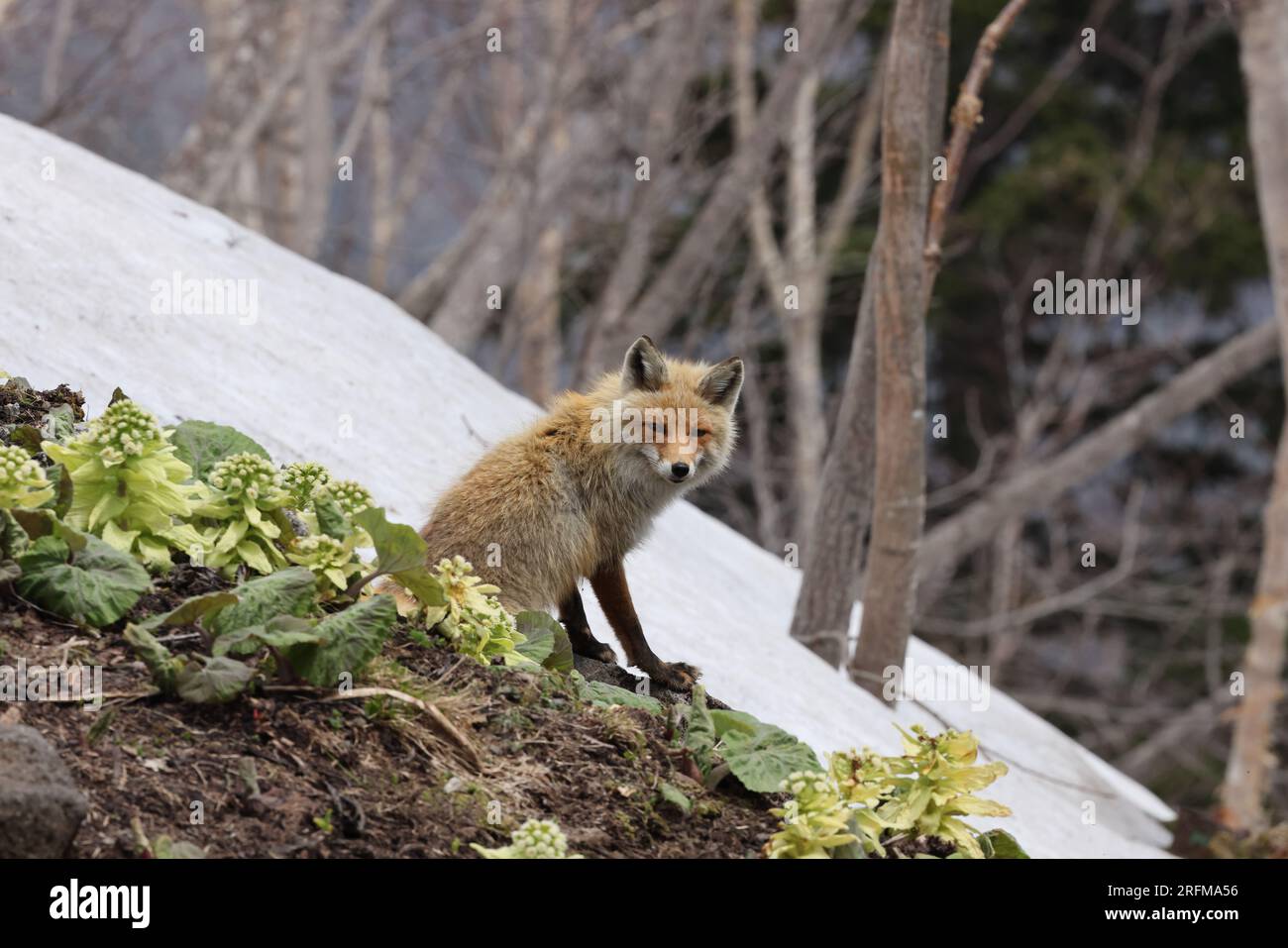 Ezo Red Fox or Vulpes vulpes Hokkaido, Japan Stock Photo - Alamy