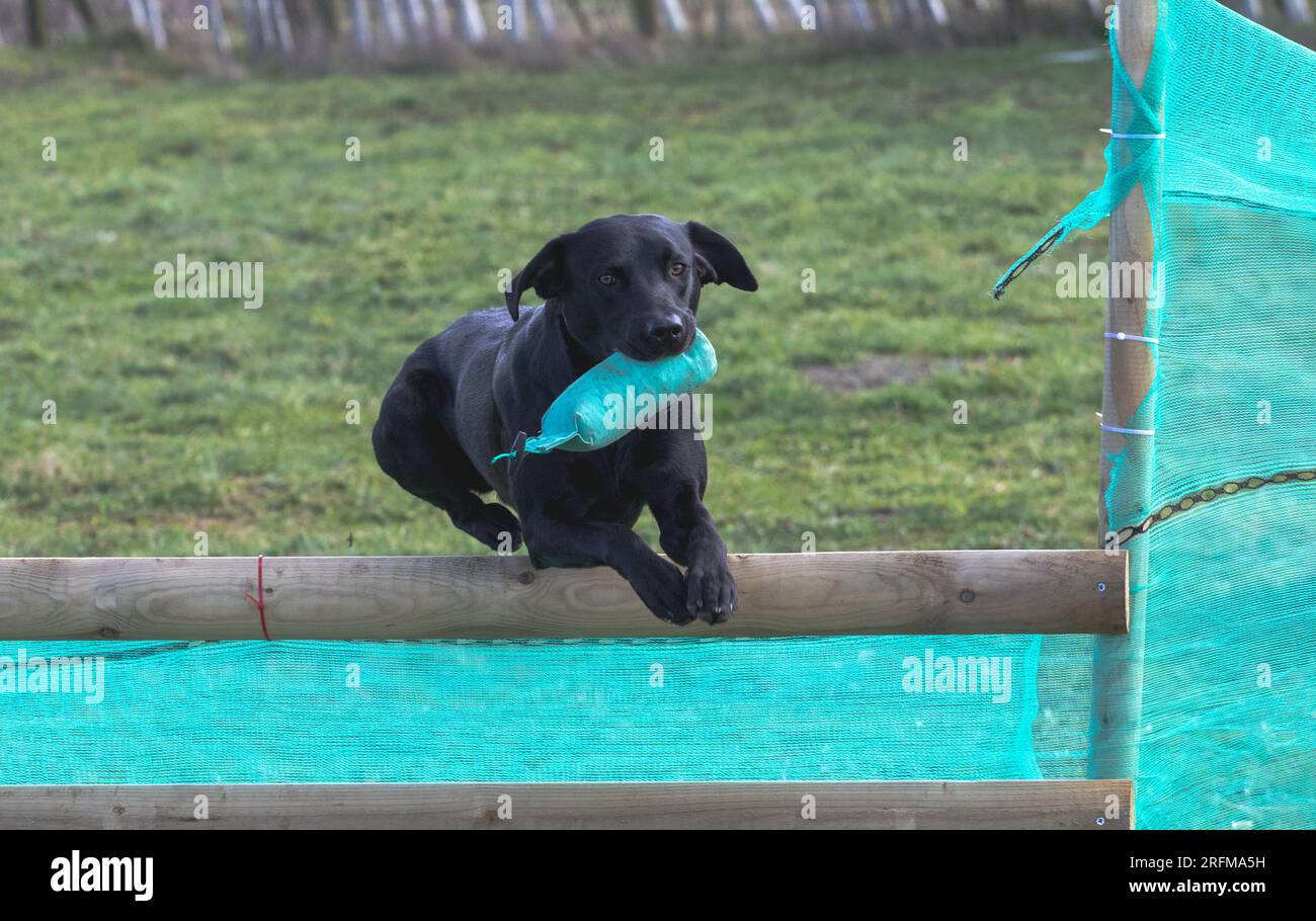 Black labrador running with canvas gundog dummy hi-res stock ...