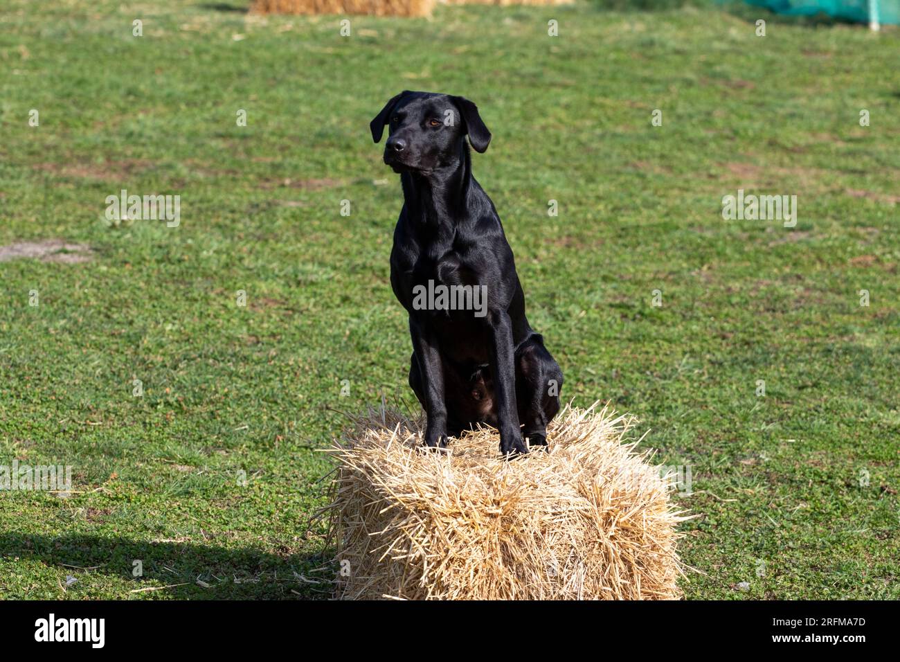 Black labrador running with canvas gundog dummy hi-res stock ...