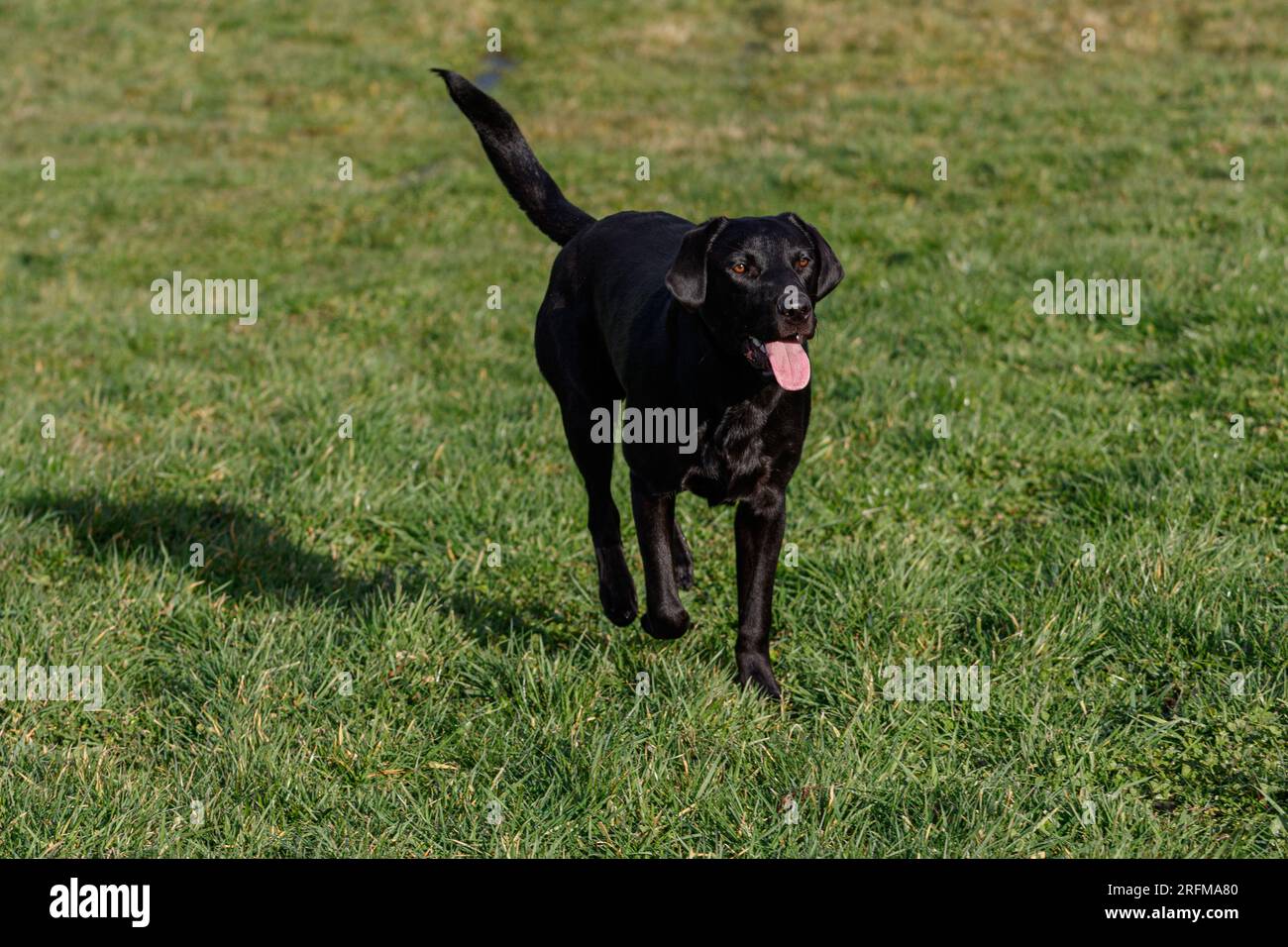 Black labrador running with canvas gundog dummy hi-res stock ...
