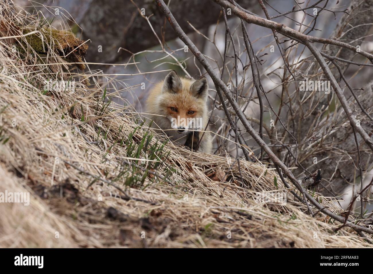 Ezo Red Fox or Vulpes vulpes Hokkaido, Japan Stock Photo - Alamy
