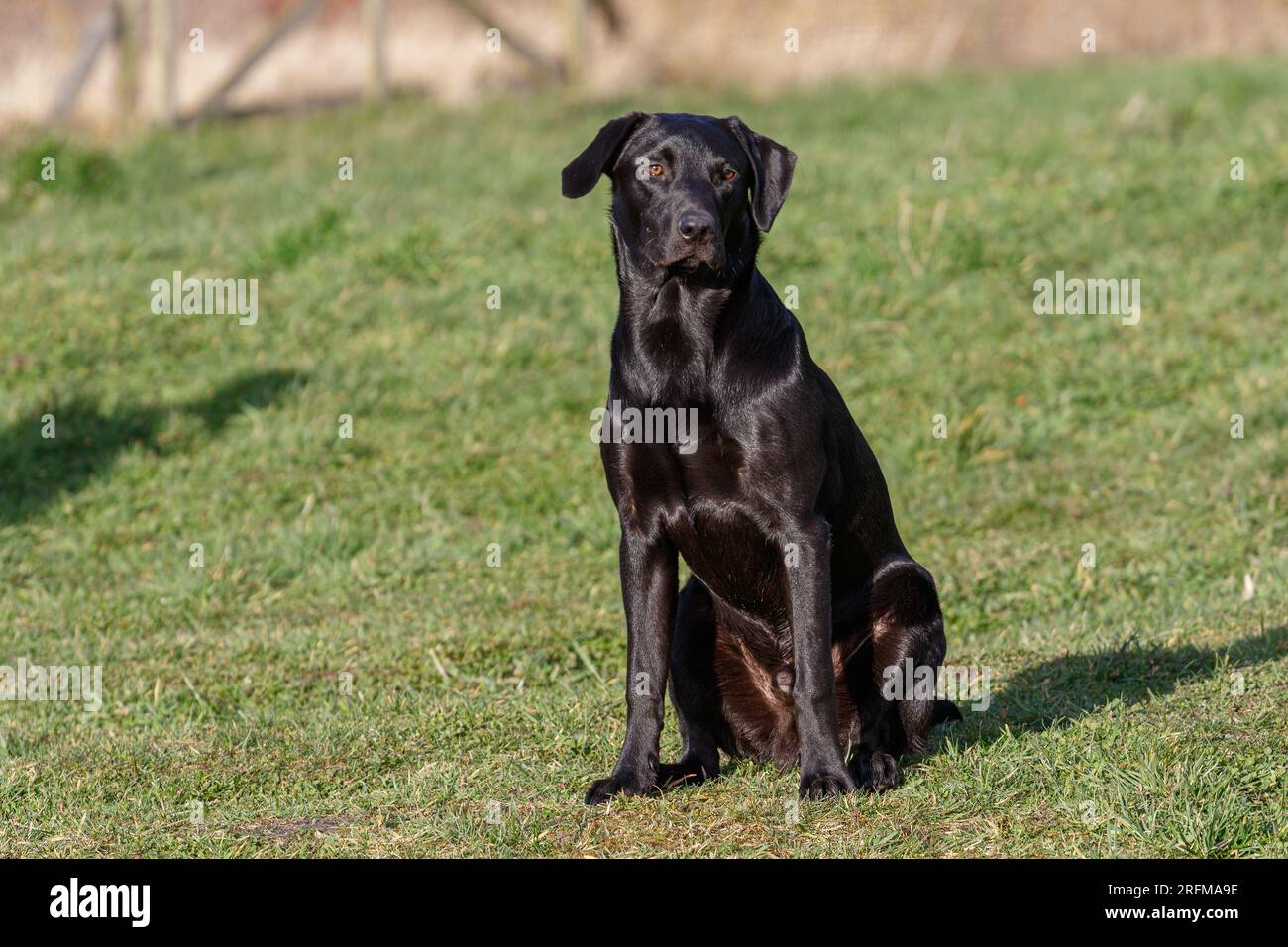 Working Labrador Retriever gun dog training session with Volucris ...