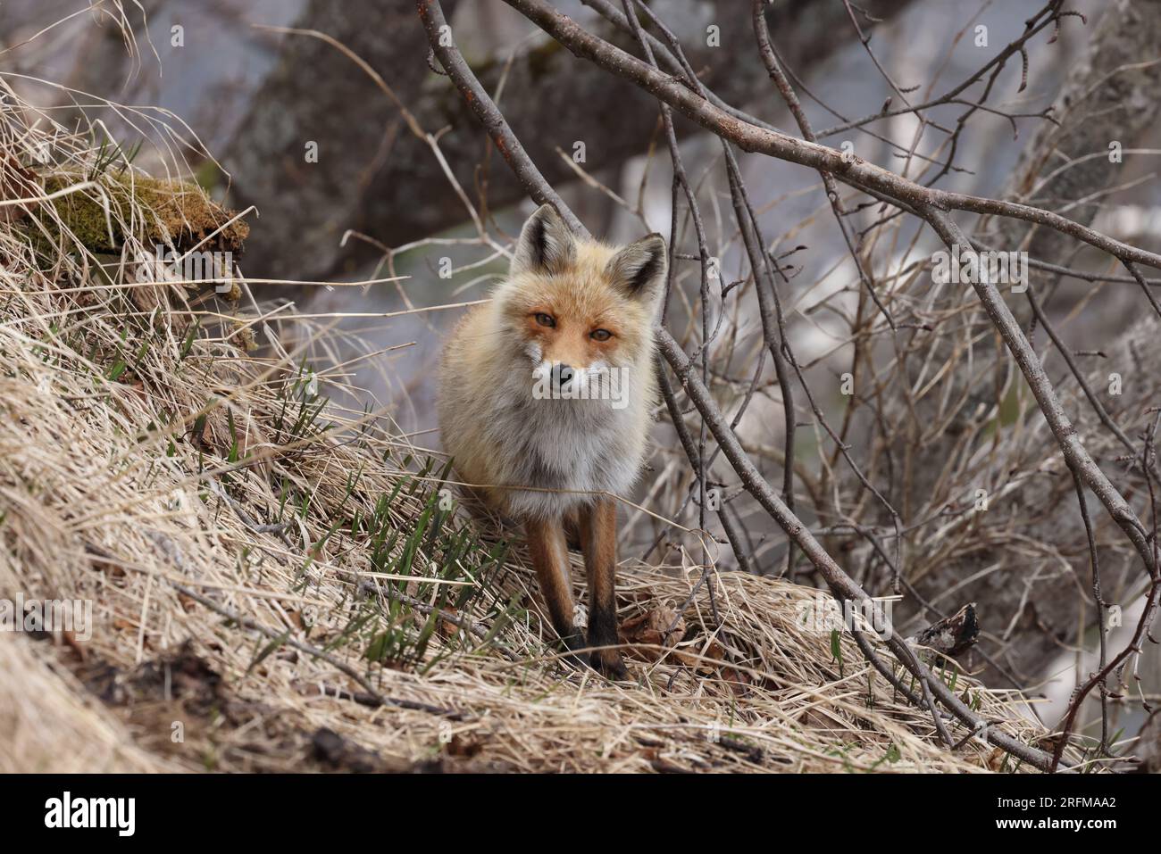Ezo Red Fox or Vulpes vulpes Hokkaido, Japan Stock Photo - Alamy
