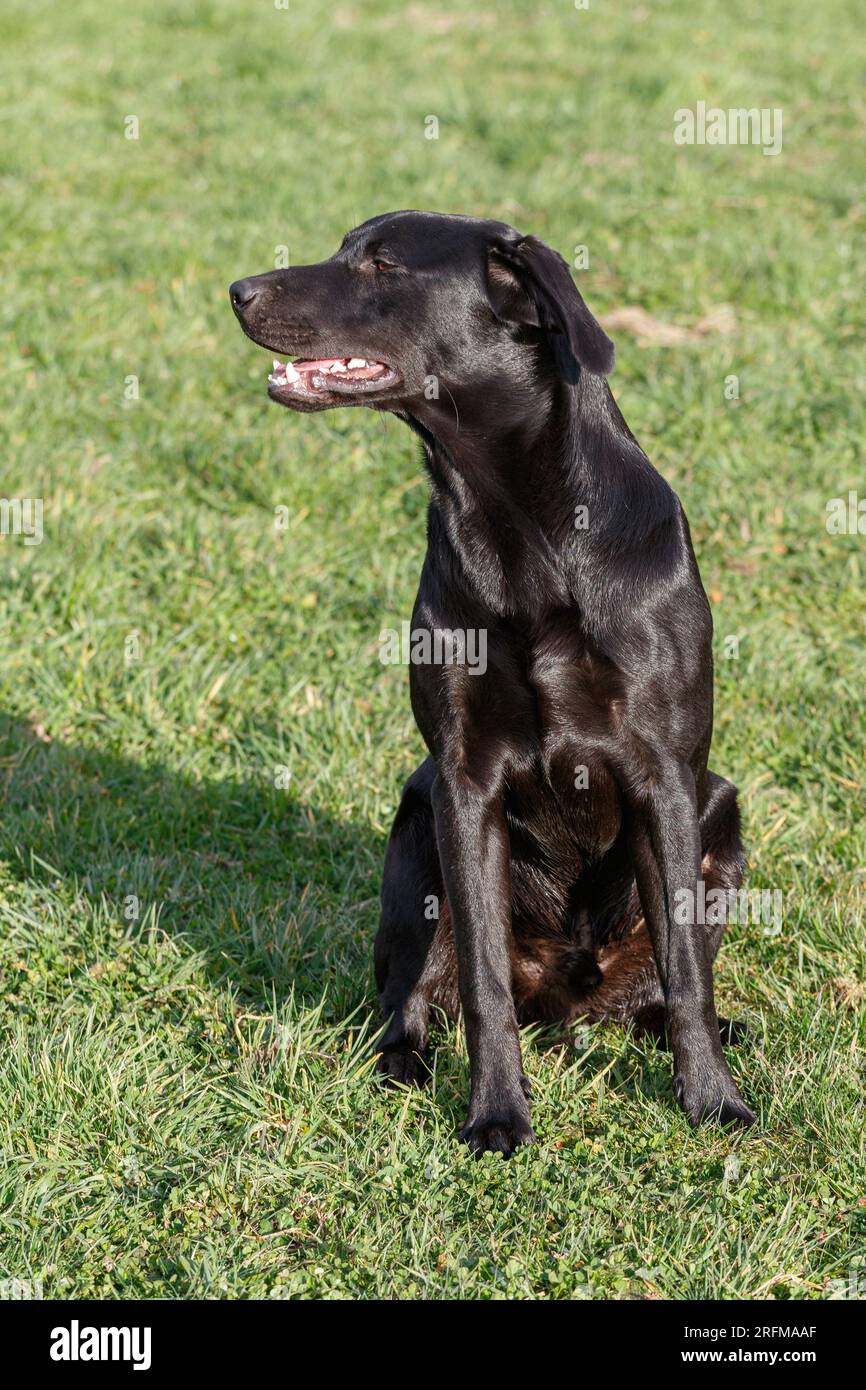 Black labrador running with canvas gundog dummy hi-res stock ...