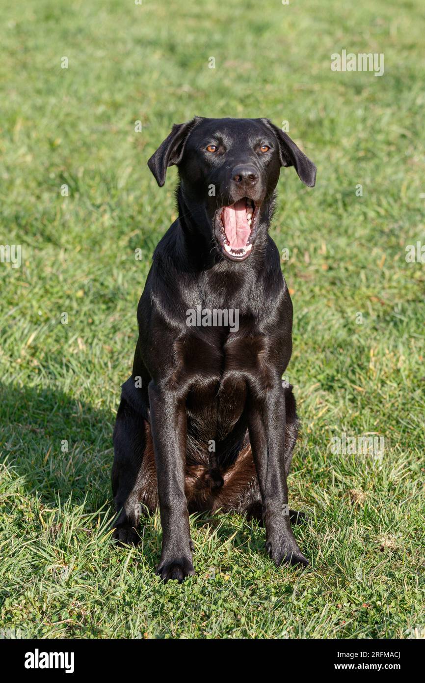 Black labrador running with canvas gundog dummy hi-res stock ...