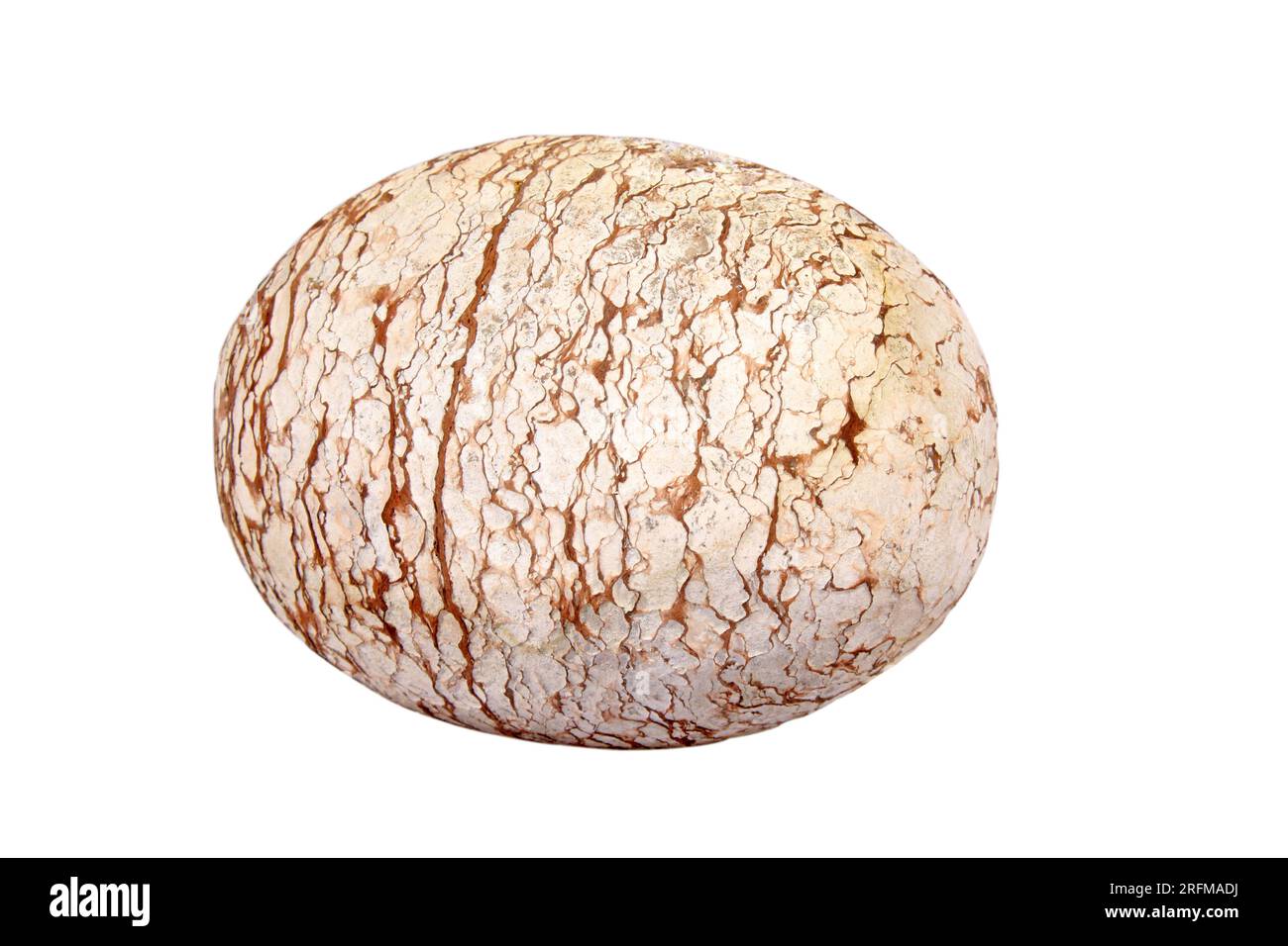 spherical fossil in the white background Stock Photo - Alamy