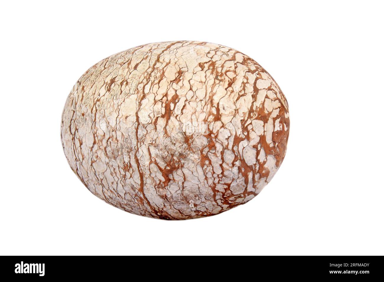 spherical fossil in the white background Stock Photo - Alamy