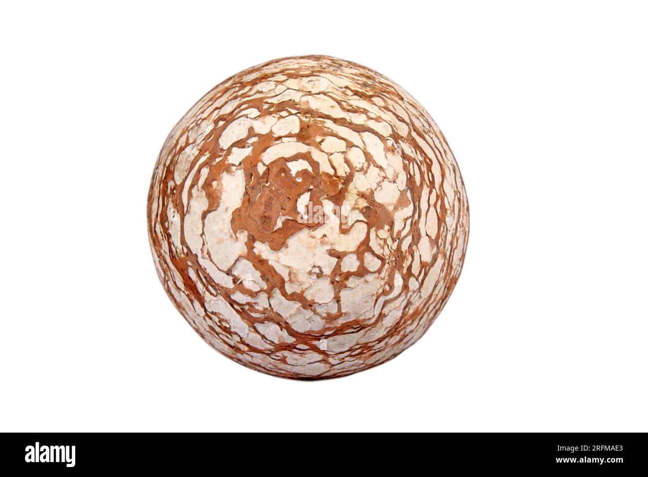 spherical fossil in the white background Stock Photo - Alamy