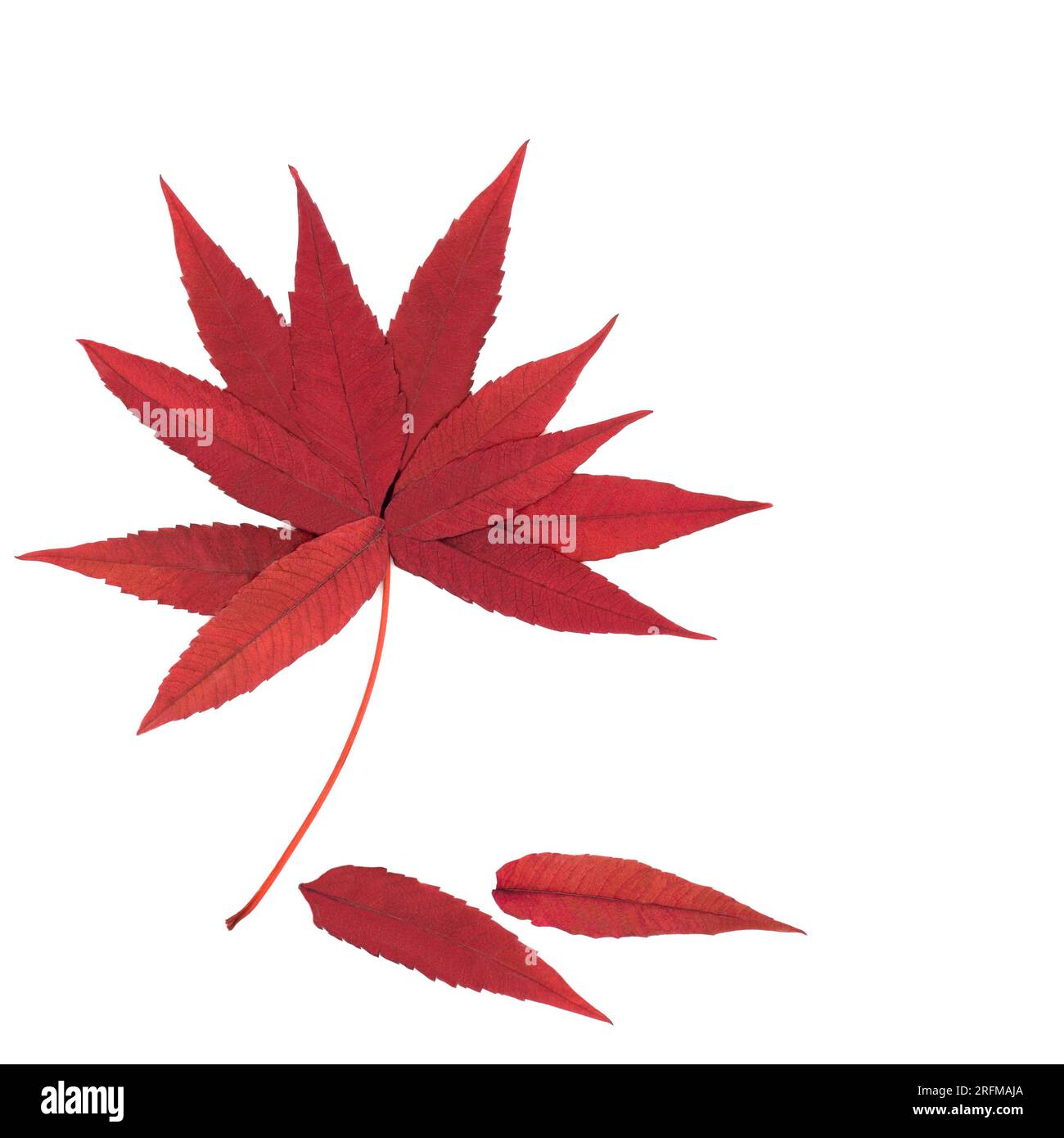 Surreal Autumn Fall staghorn sumac leaves in tree shape design on white ...