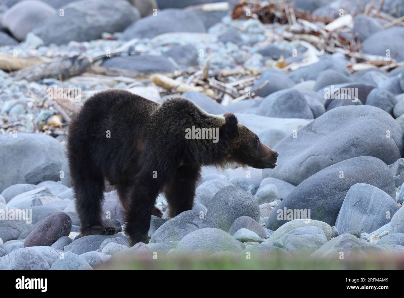 Ussuri brown bear Ursus arctos lasiotus. Shiretoko National Park ...